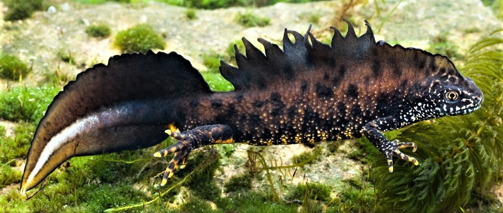 TOADWATCH :: ashwellthorpehistory.net